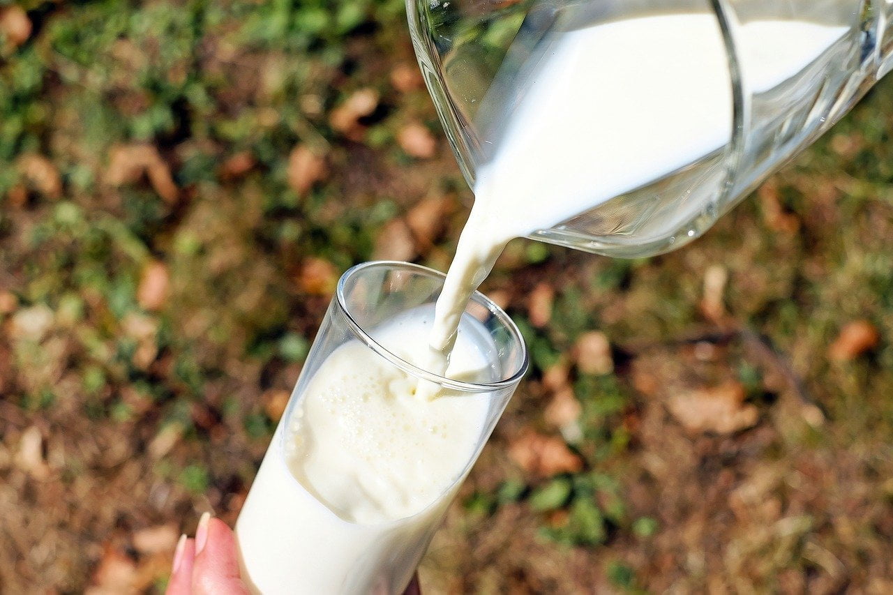 Everything you need to know: Bacteria in Dairy Production
